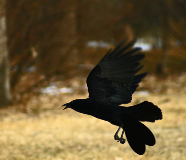 Tristeza por extinción total del pájaro Uyuyuy - Actualidad Panamericana